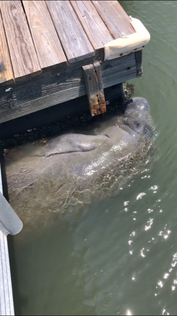 Welcome Back Manatees! | Town of Edisto Beach, SC